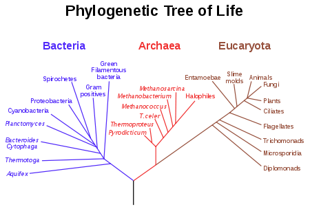 New branches on the tree of life – Skeptical Science