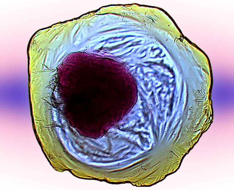 creating "Inorganic life" - first tentative steps have now been taken ...