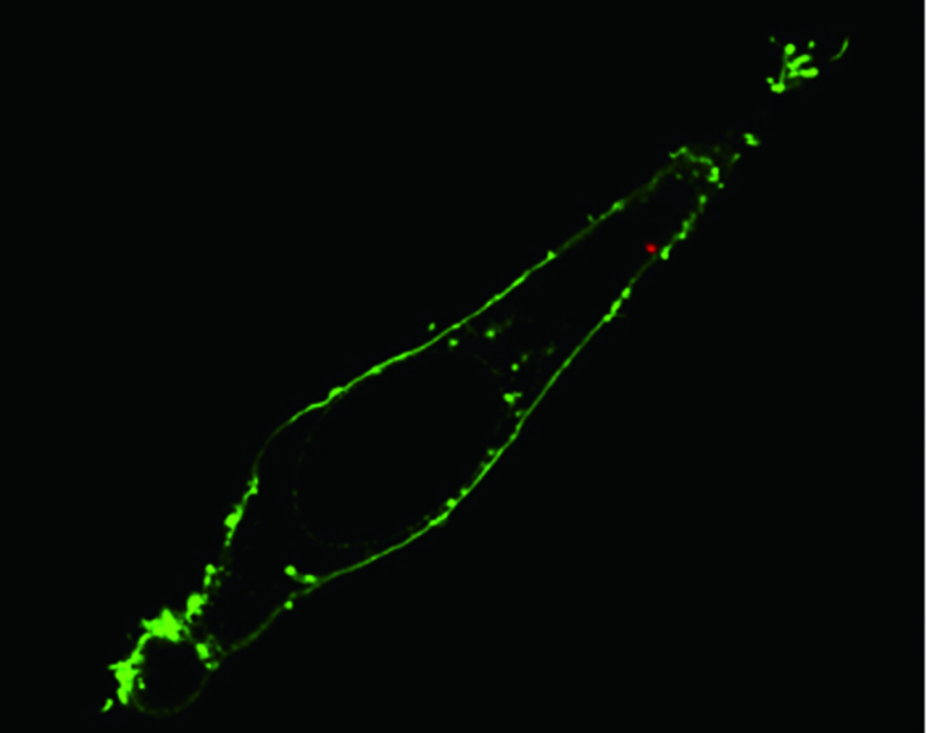 Imaging inside a single cell – Nanotechnology – Skeptical Science